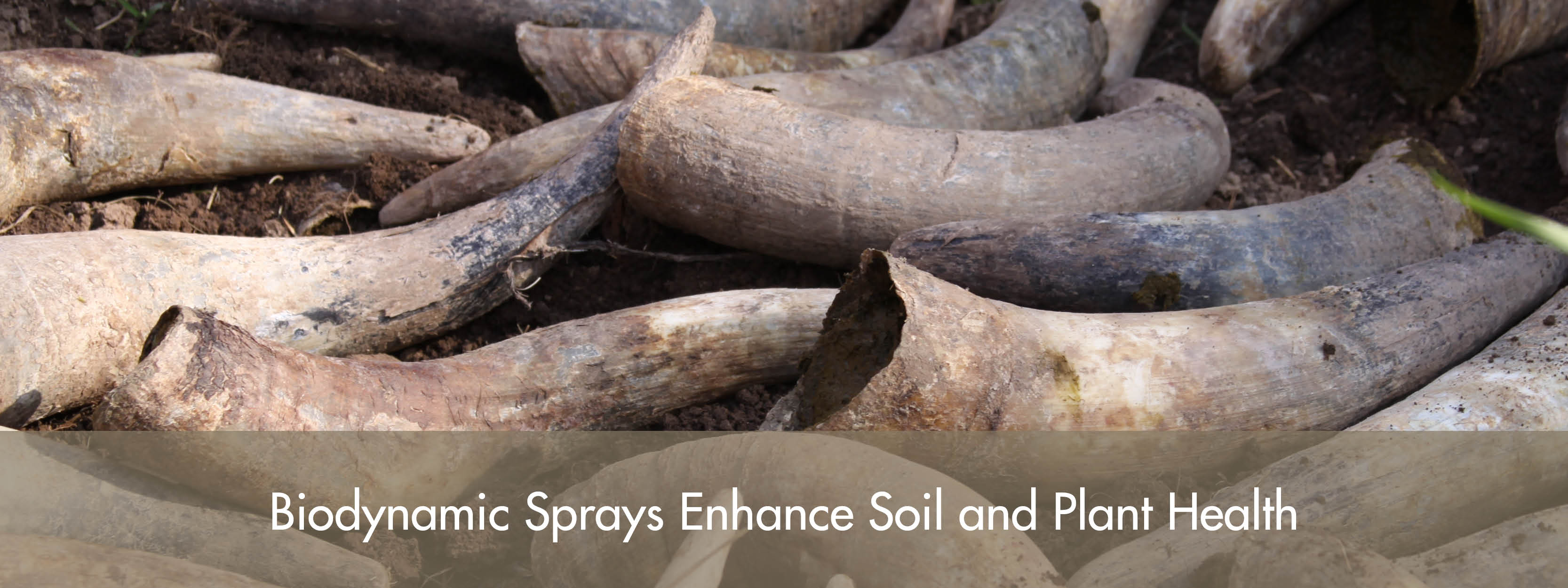 What Is Biodynamics? | Biodynamic Association